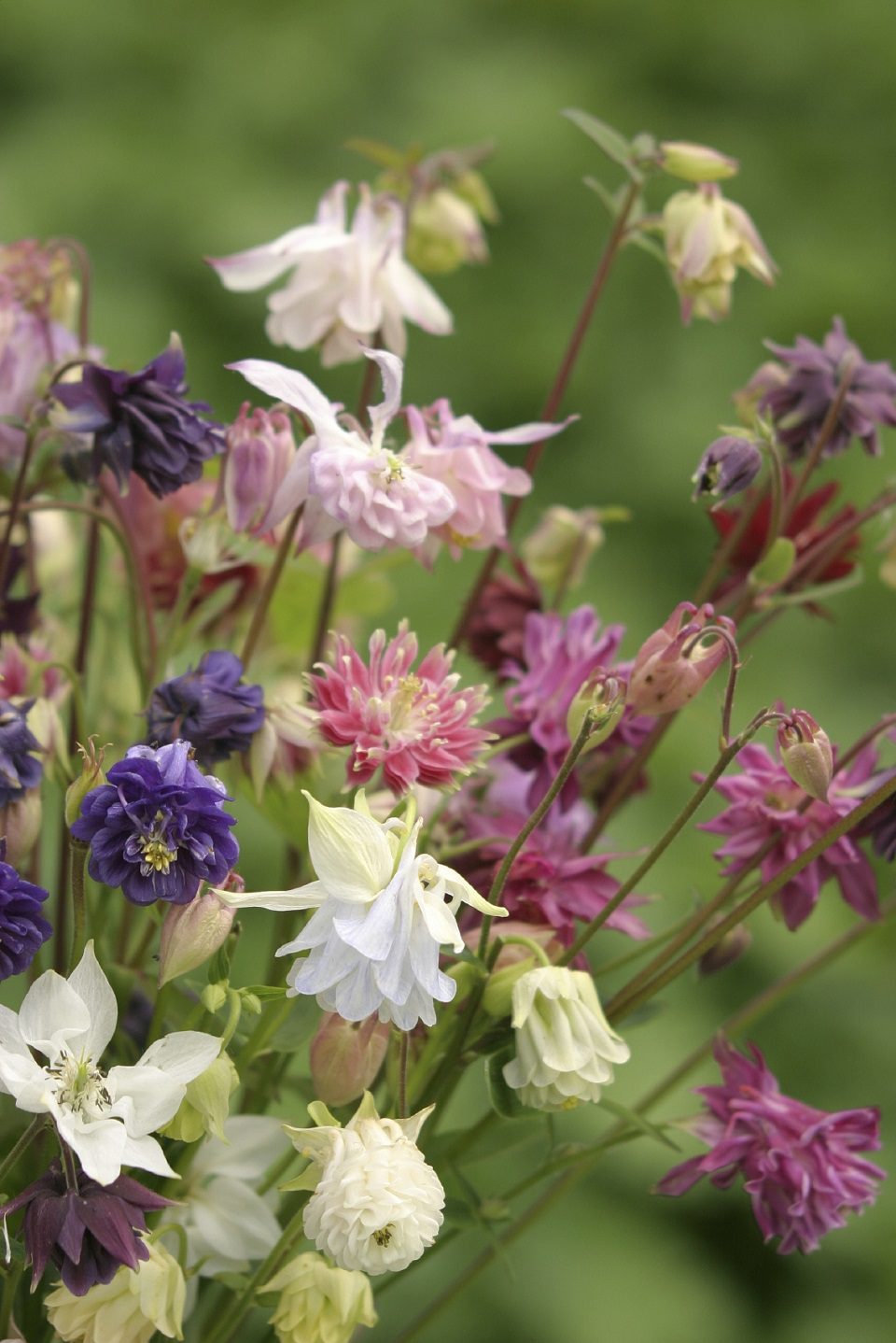 Ashton – The Malvern Collection